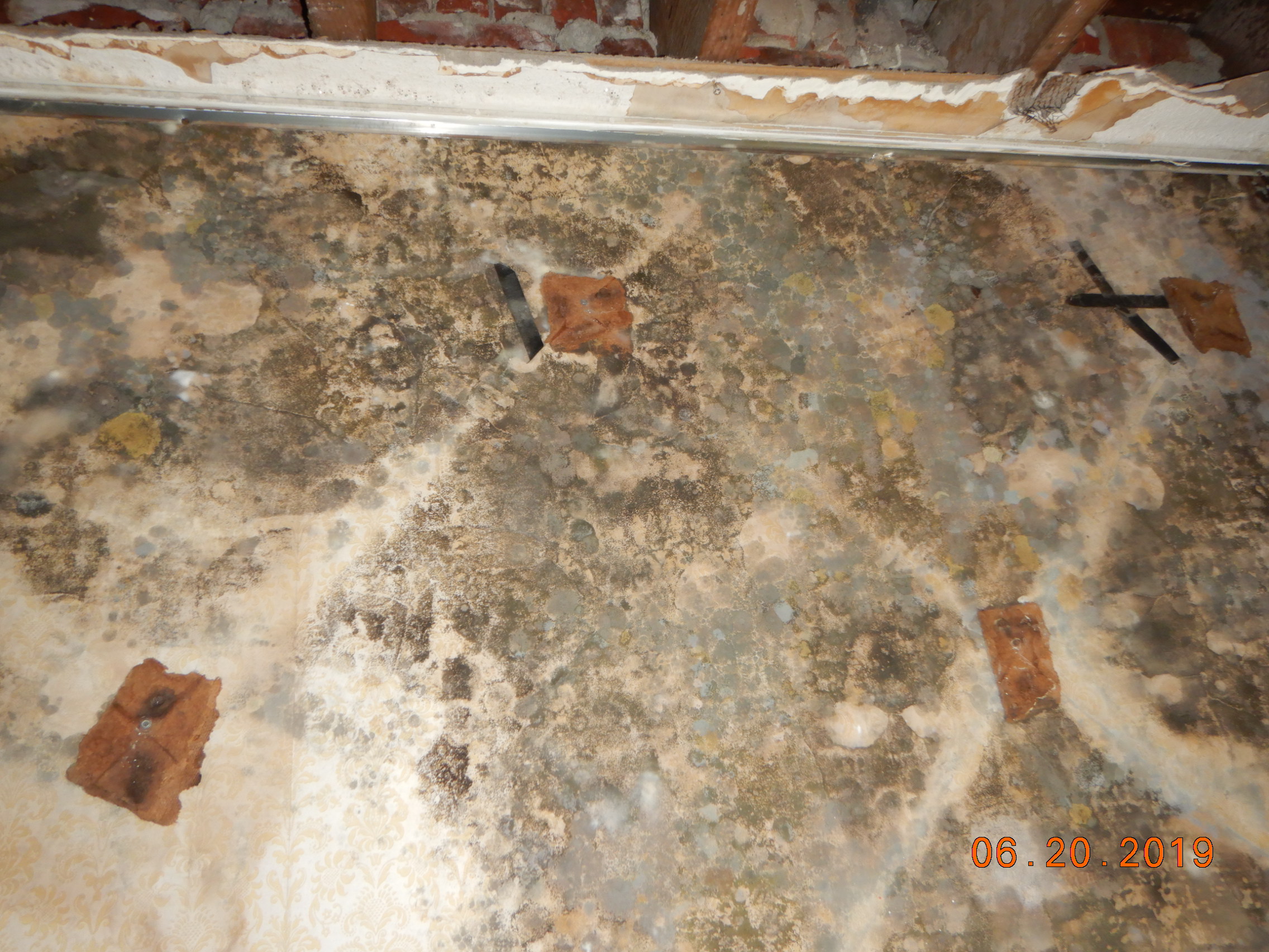 Understanding Mold Contamination